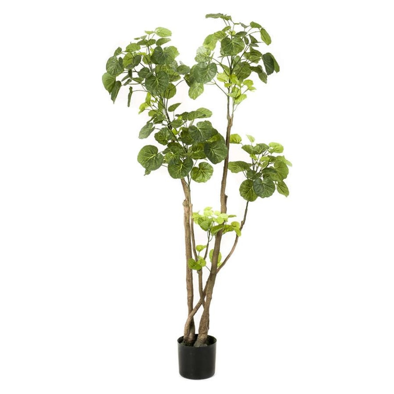 Aralia 135 cm - Kunstig Polyscias plante | BRØNDSHOLM